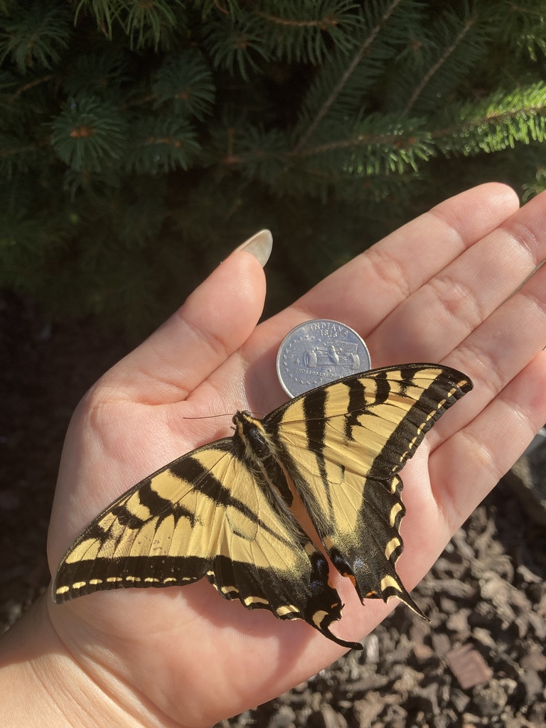 Western Tiger Swallowtail from Bothell Everett Hwy, Mill Creek, WA, US ...