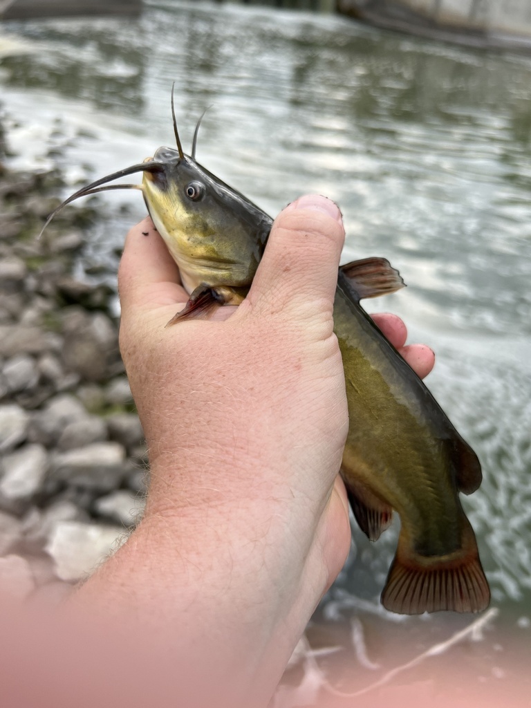 Black Bullhead from Cannon River, Faribault, MN, US on July 7, 2023 at ...
