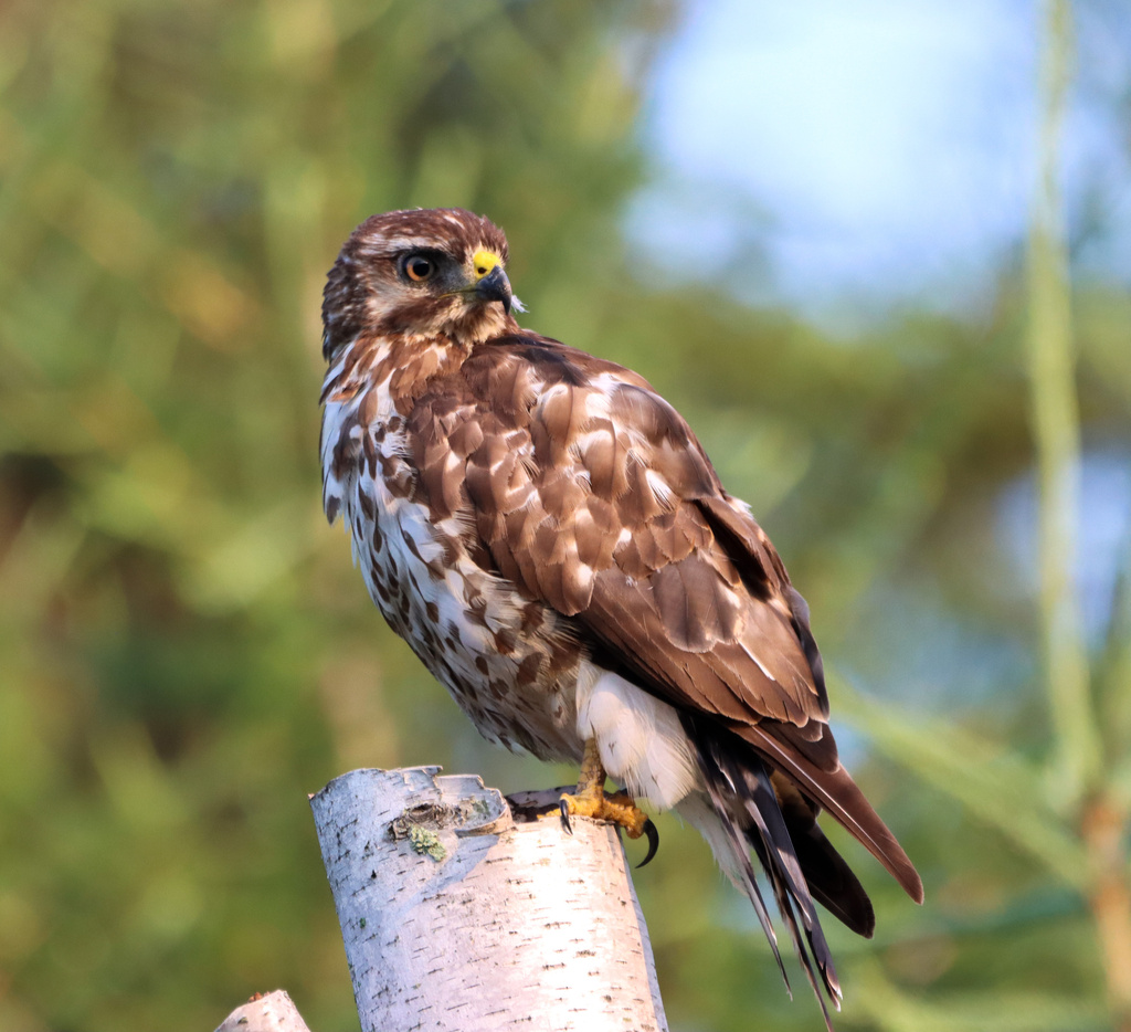 Broad-winged Hawk from Owl Ave, Meadowlands, MN, US on July 9, 2023 at ...