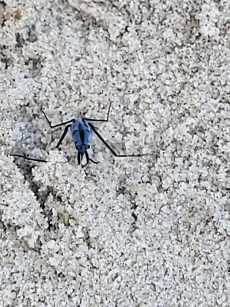 Common Sea Skater from United States on July 9, 2023 at 03:57 PM by ...