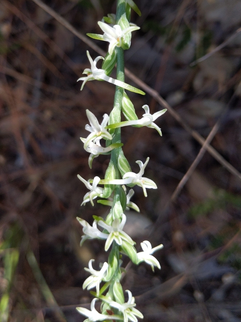 Flat Spurred Piperia from Mount Diablo State Park, Contra Costa County ...