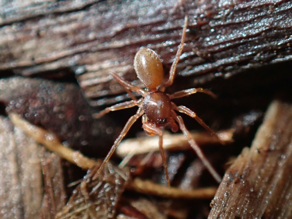 Goblin spiders in July 2023 by Gen C · iNaturalist
