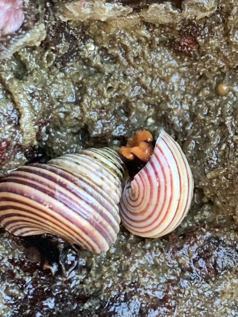 Blue-Ringed Top Snail from Haro Strait, Samish TDSA, WA, US on July 2 ...