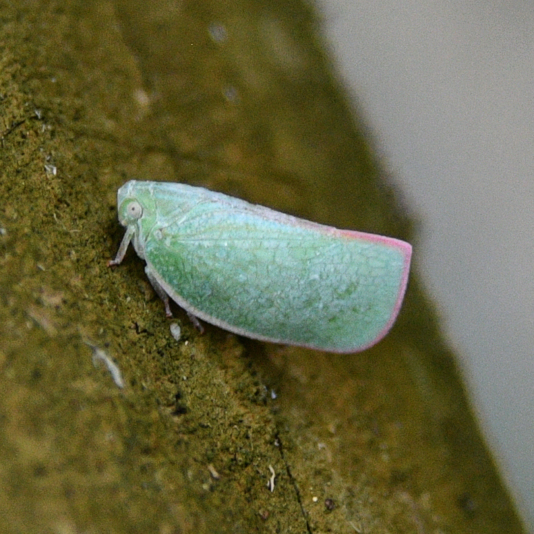 Geisha distinctissima from 1130 Yamada, Onna, Kunigami District ...
