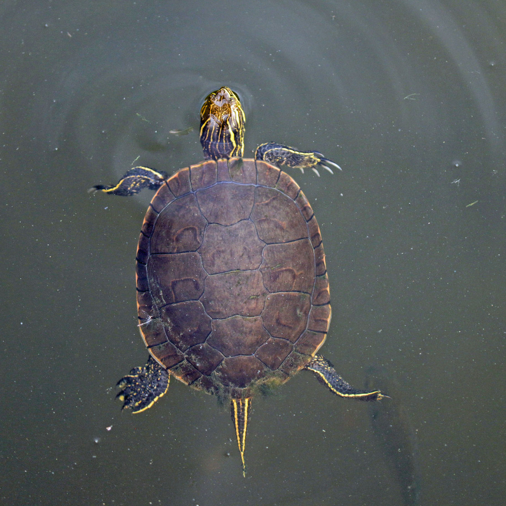 Western Painted Turtle from Victoria, MN, USA on July 2, 2023 at 07:01 ...