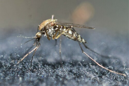 Wildspecies.ca search engine