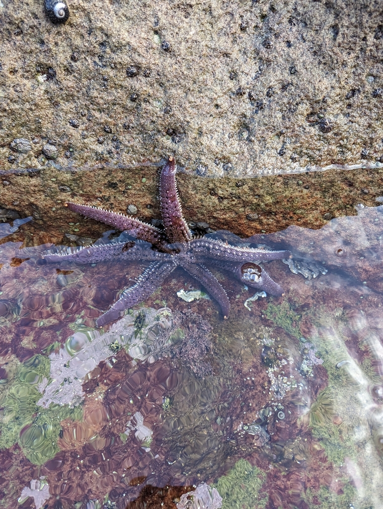 Seven-armed Sea Star from Eaglehawk Neck TAS 7179, Australia on July 10 ...
