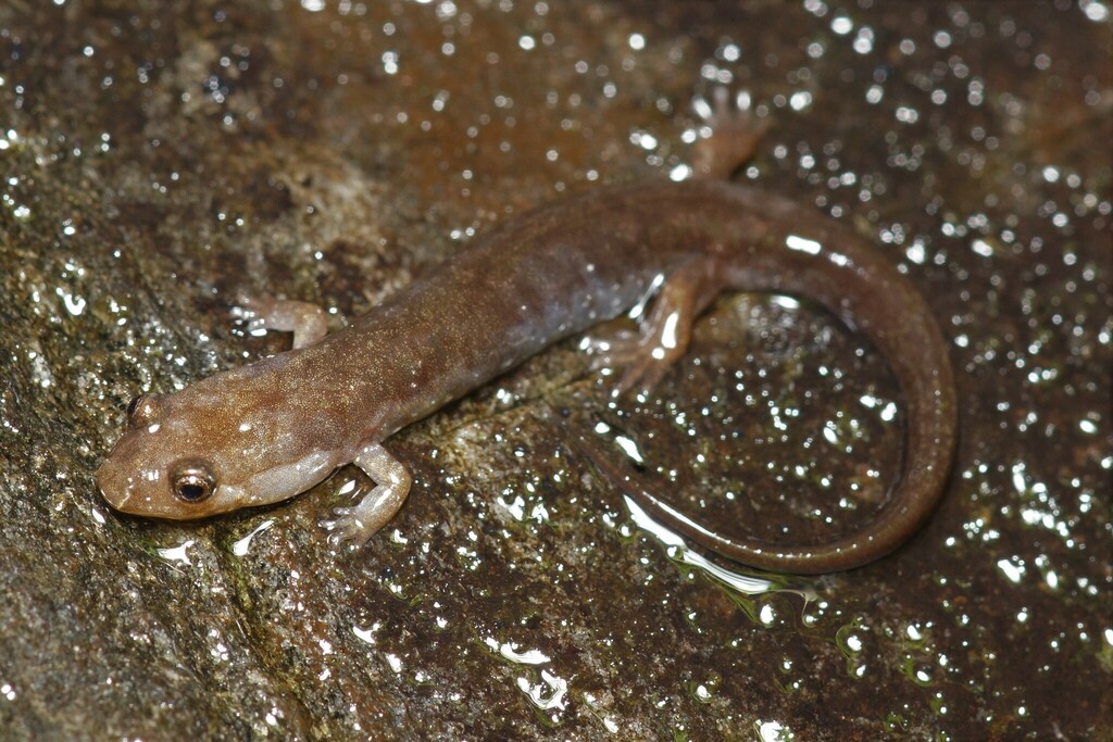 Cherokee Mountain Dusky Salamander in July 2023 by Max Ramey. Pretty ...