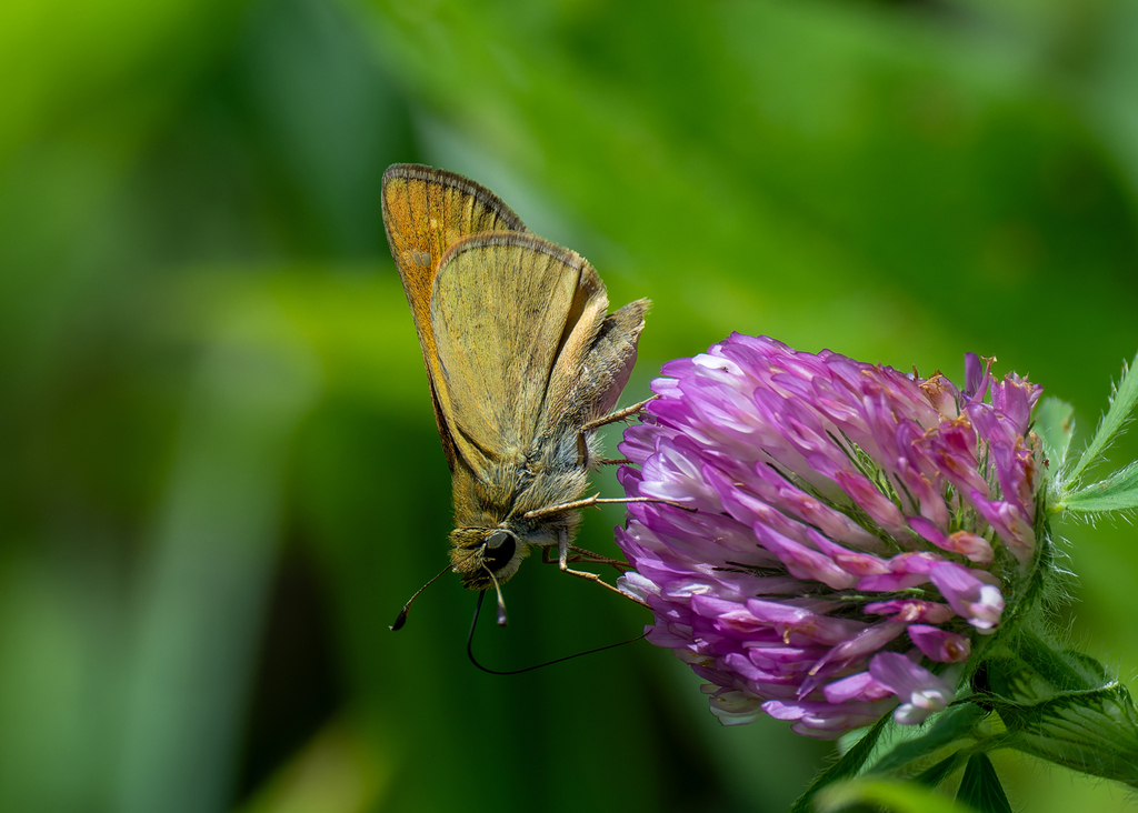 Huron Sachem from Marais Temps Clair CA on July 9, 2023 at 09:30 AM by ...