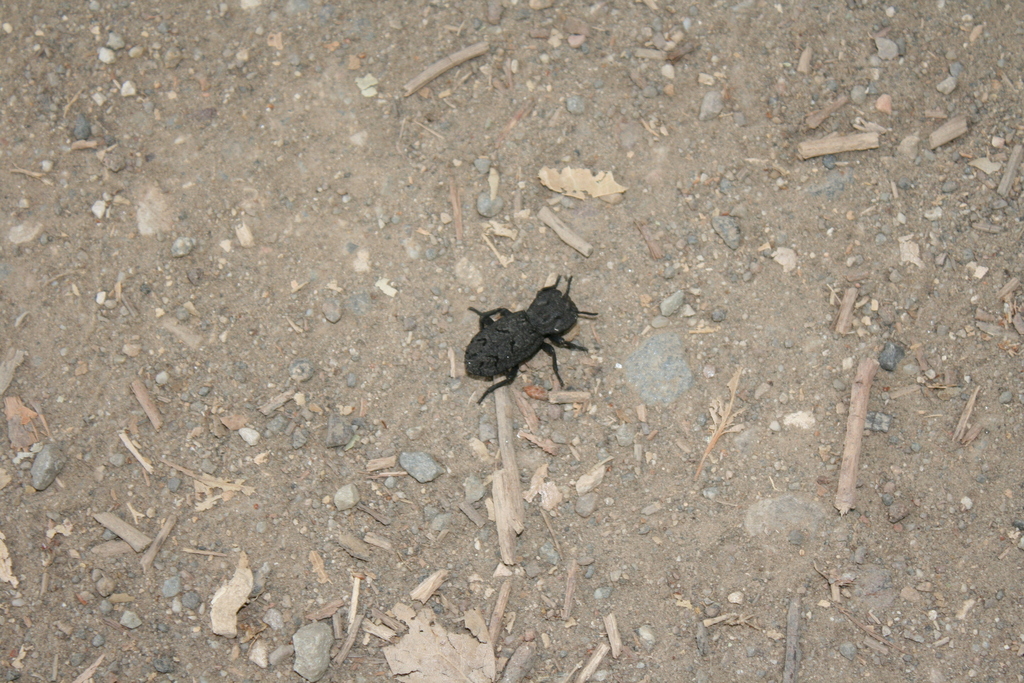 Diabolical Ironclad Beetle from Los Angeles County, CA, USA on June 1 ...