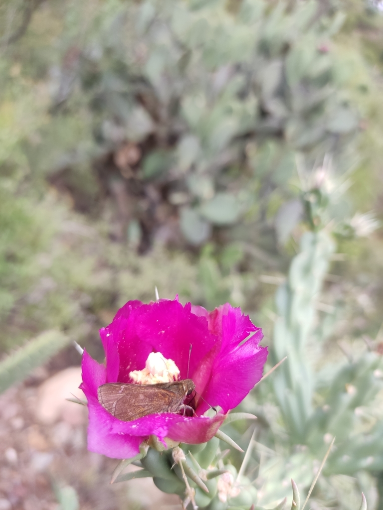 Cymaenes gisca from 42434 Hgo., México on July 8, 2023 at 10:12 AM by ...