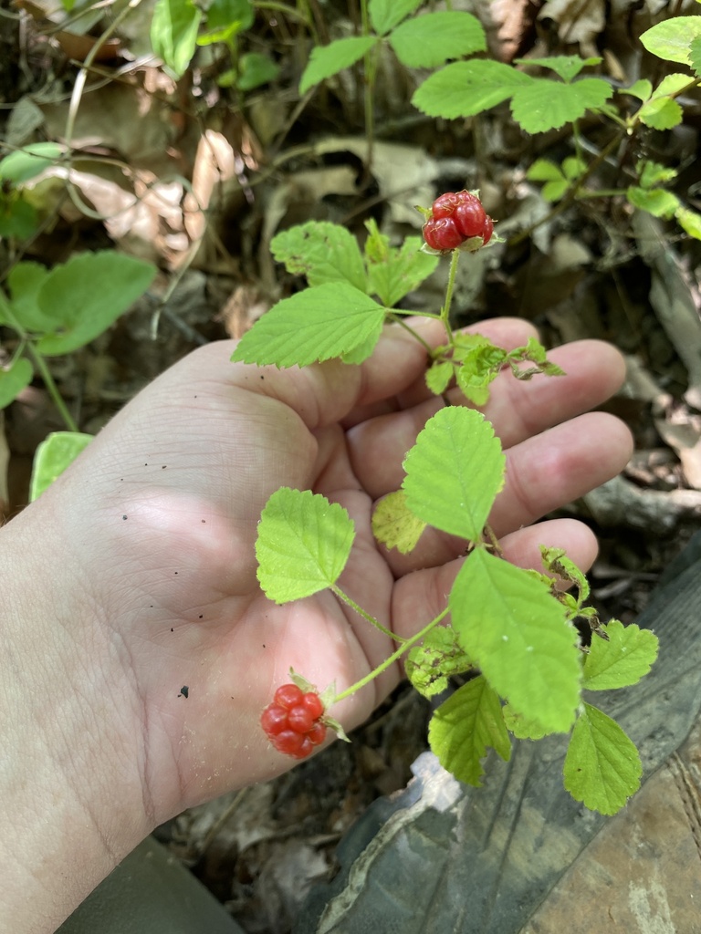 upland dewberry (Rubus invisus) - Botanical Realm