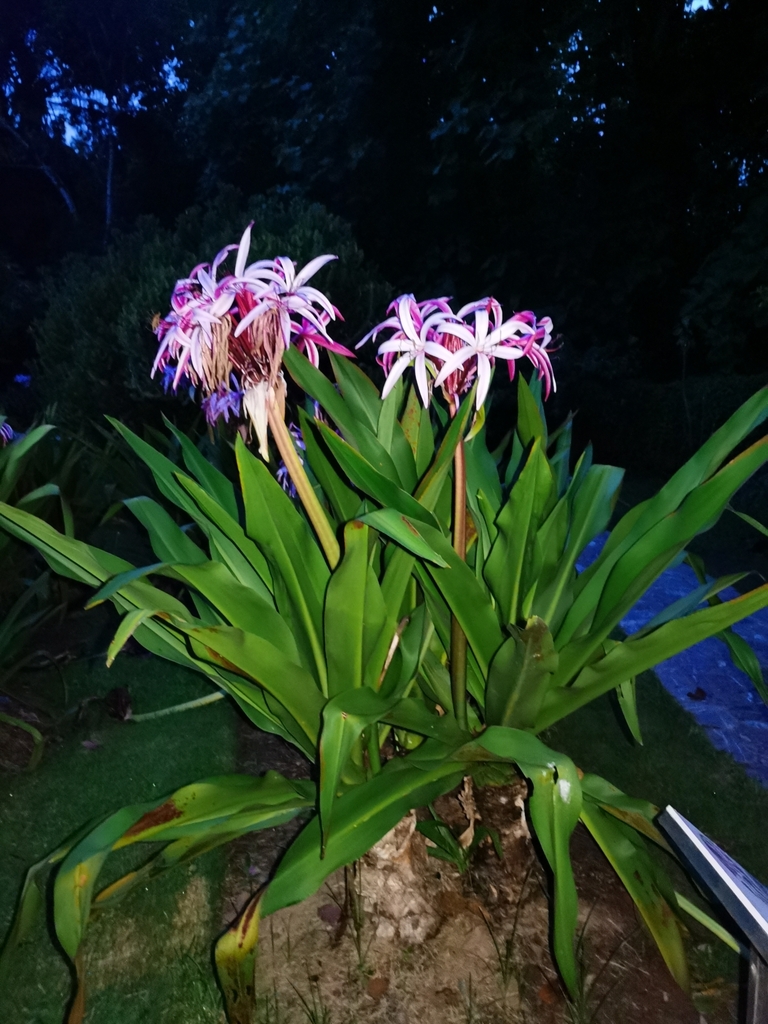 Giant Spider Lily from Xishuangbanna Dai, CN-YN, CN on July 9, 2023 at ...