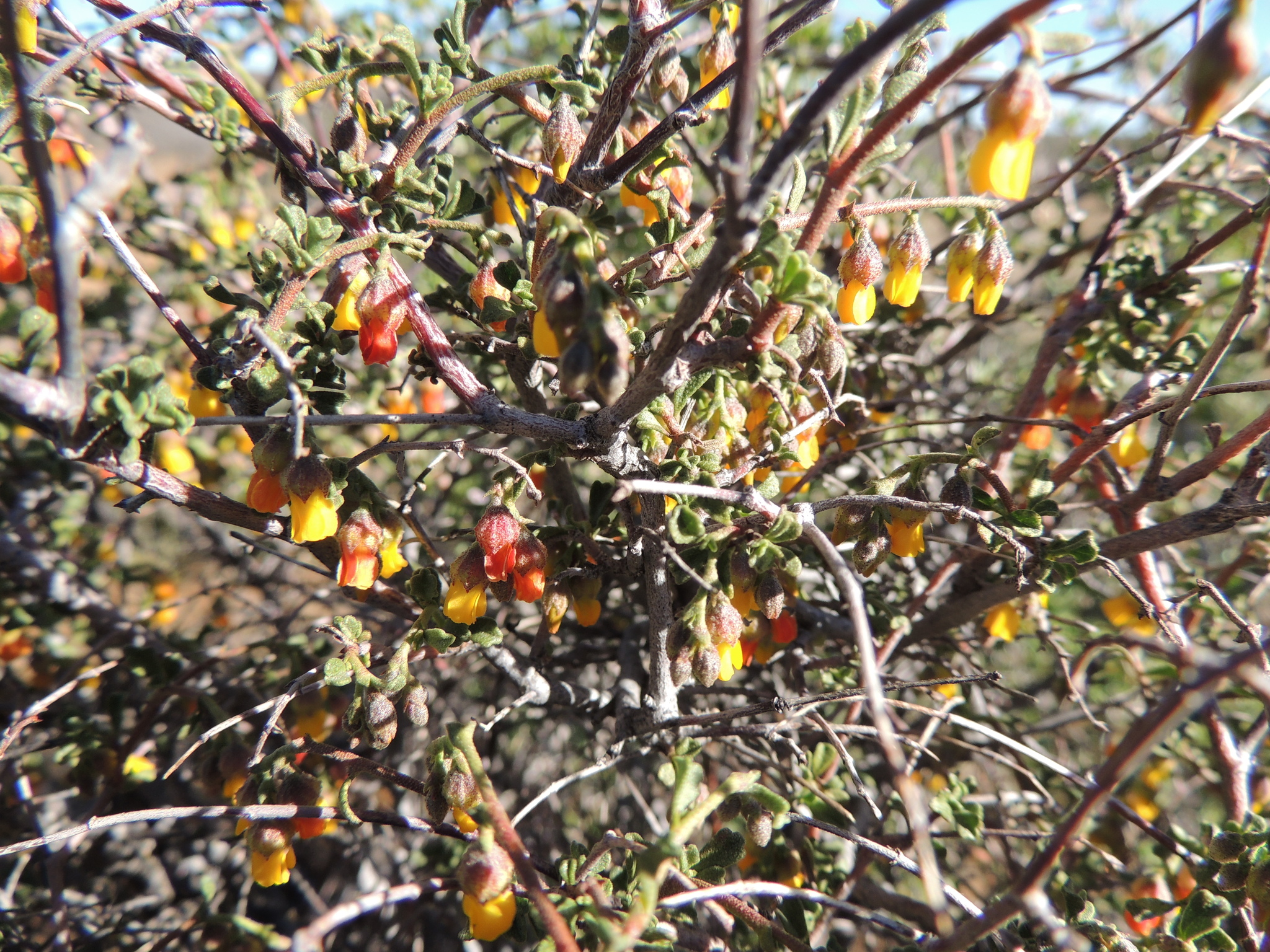Hermannia cuneifolia Jacq.