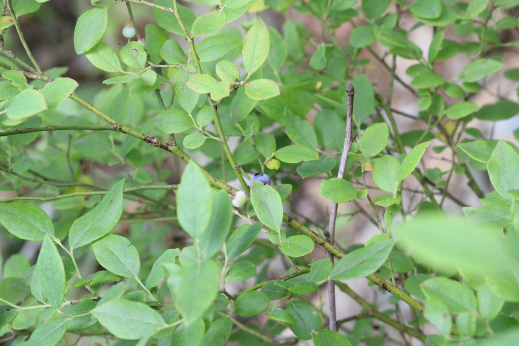 Blue Ridge blueberry from Baltimore County, MD, USA on July 2, 2023 at ...