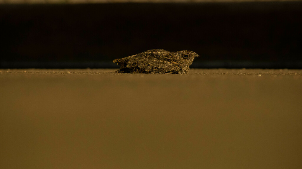 Lesser Nighthawk from San Miguel de Cozumel, Quintana Roo, Mexico on ...