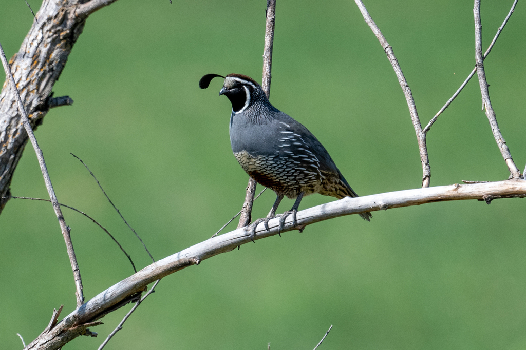 California Quail from Yolo County, CA, USA on June 4, 2023 at 10:10 AM ...