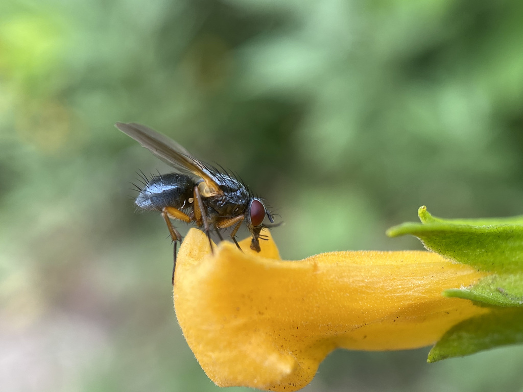 Calyptrate Flies from Contra Costa County, CA, USA on July 9, 2023 at ...