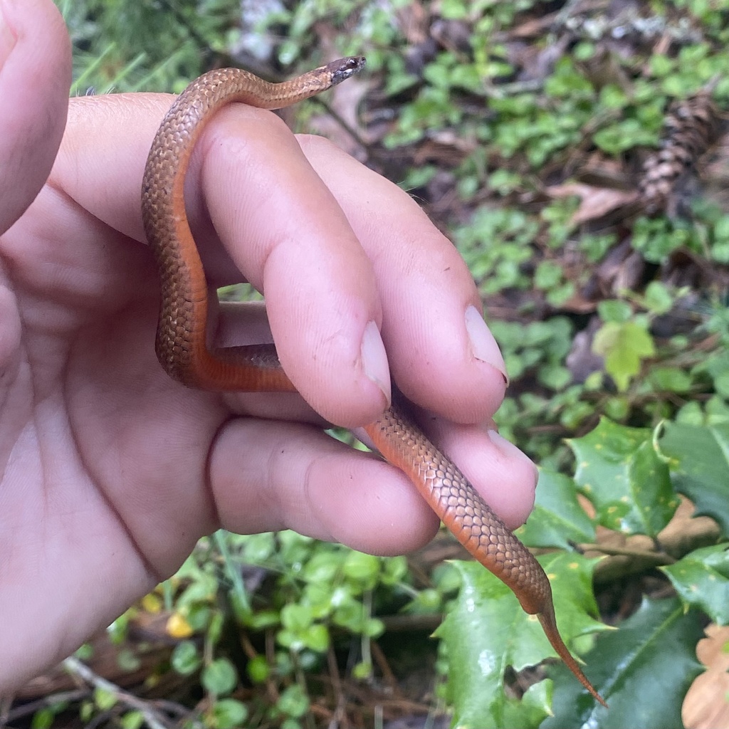 Gimkit - live learning game show