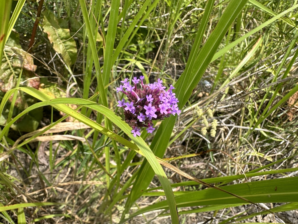 purpletop vervain from Shaw Blvd, St. Louis, MO, US on July 9, 2023 at ...