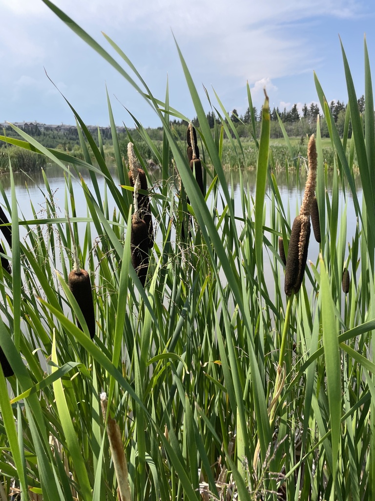 broadleaf cattail from Deer River Estates, Calgary, AB, CA on July 9 ...