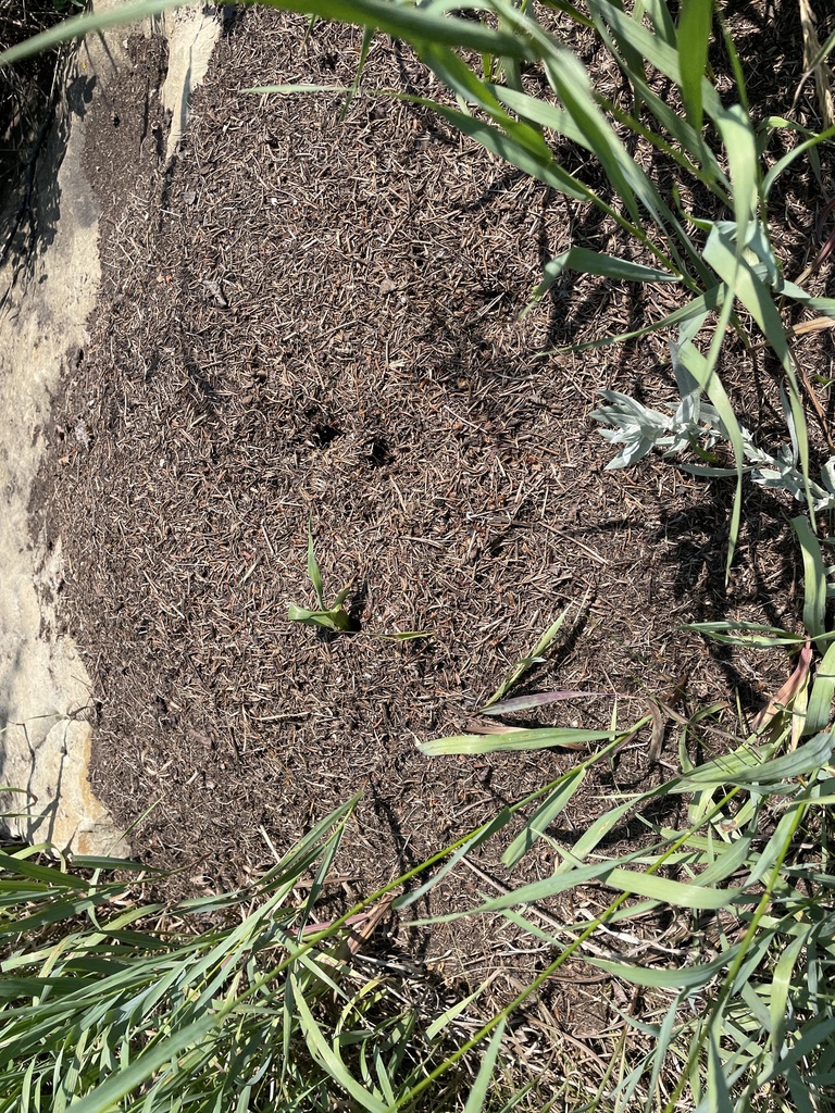 Western Thatching Ant from Shannon Park, Calgary, AB, CA on July 9 ...