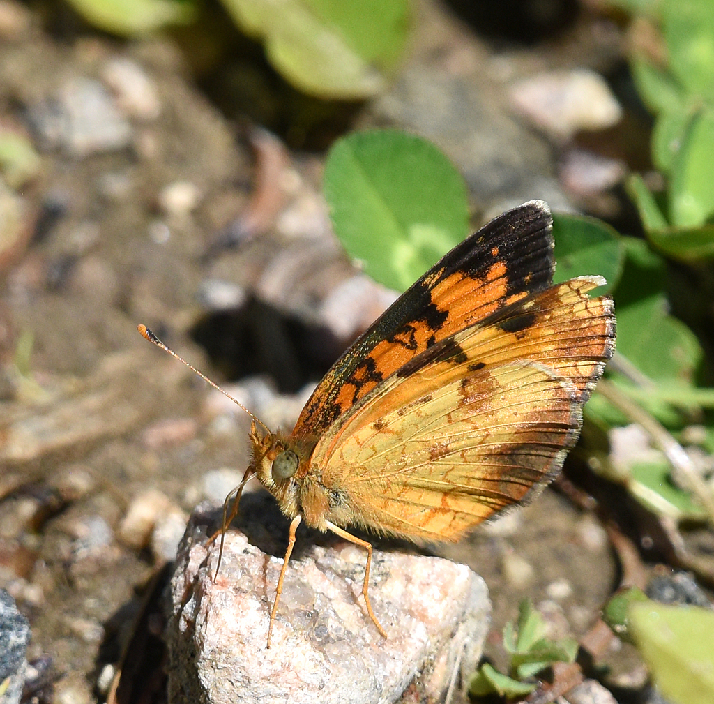Northern Crescent from Jackson County, CO, USA on July 5, 2023 at 03:57 ...