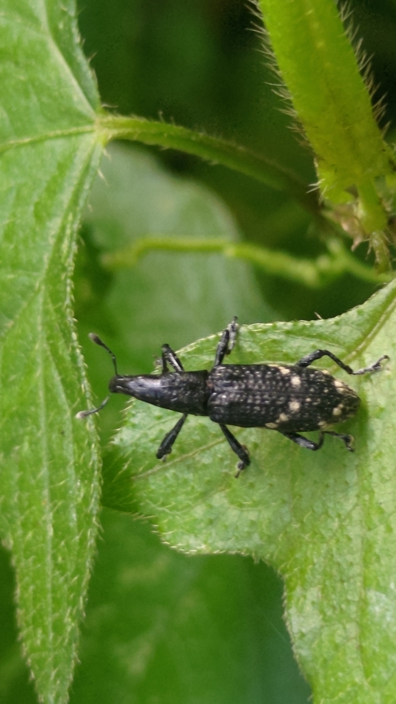 Peribleptus bipustulatus from 646台灣雲林縣古坑鄉嘉南雲峰登山口 Unnamed Rd on July 10 ...