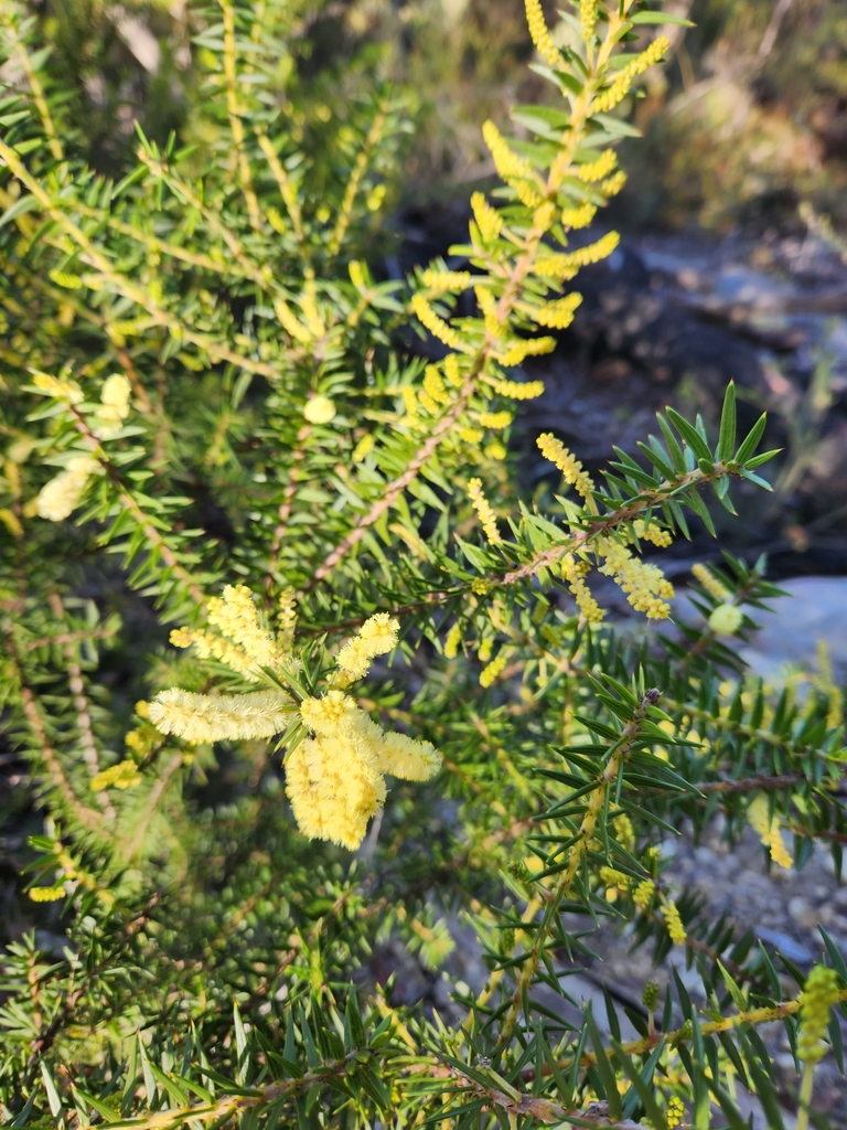 Spike Wattle from 83WV+V8 Berowra Valley National Park, Hornsby Heights ...
