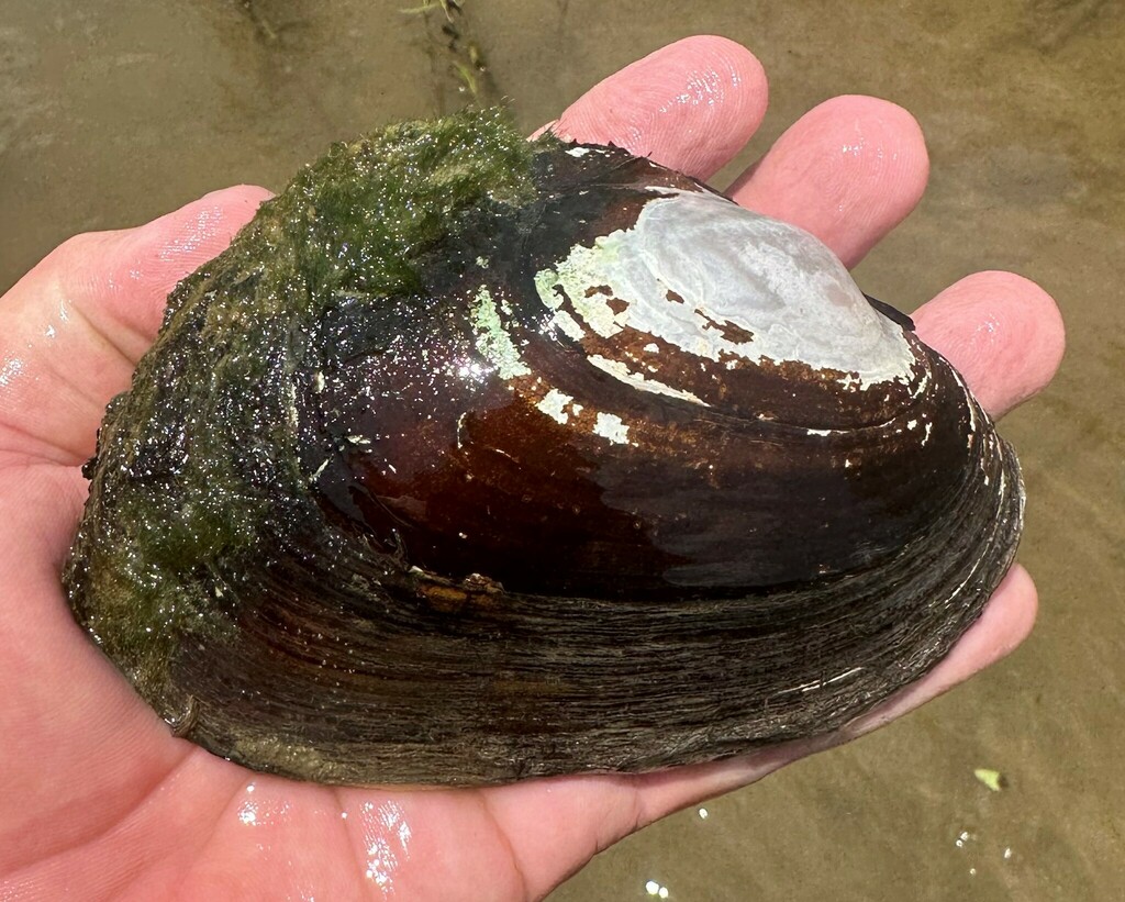 Pink Heelsplitter from Paint Rock River, Whitaker Preserve, Jackson ...