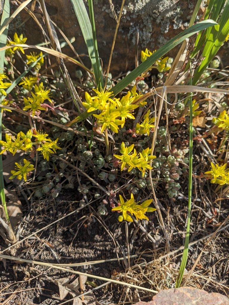 Orpine Stonecrop from Brighton, UT 84121, USA on July 6, 2023 at 05:39 ...