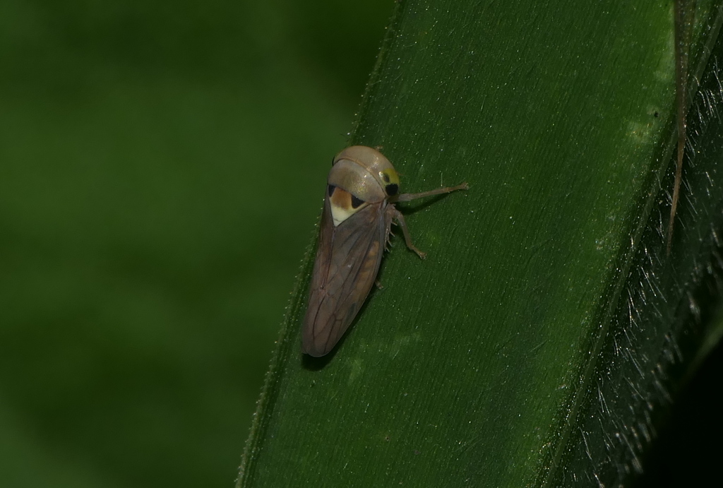 Mango leafhopper from Hong Kong on December 15, 2018 at 05:24 PM by blackdogto · iNaturalist