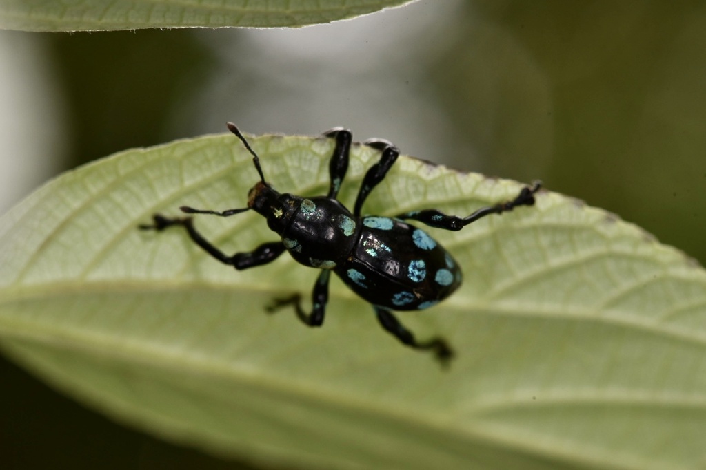 Pachyrhynchus tobafolius in June 2023 by chonhang · iNaturalist