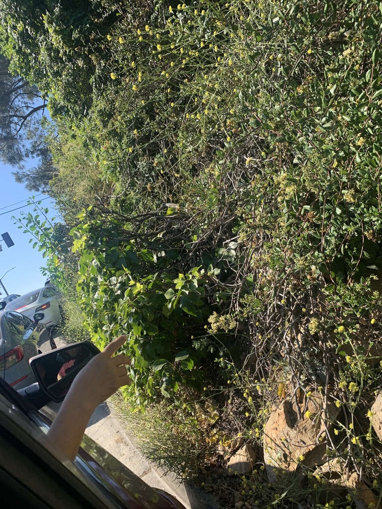 creeping groundsel from Santa Monica Mountains National Recreation Area ...