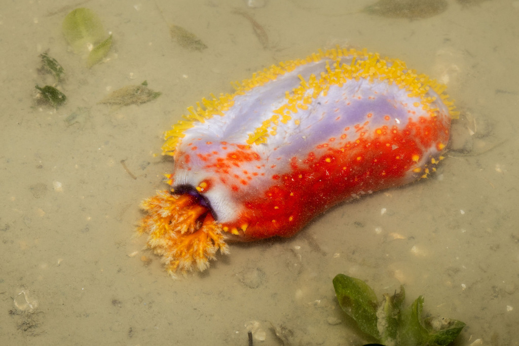 Violet Sea Apple from Changi Broadwalk Walk, Singapore on July 7, 2023 ...