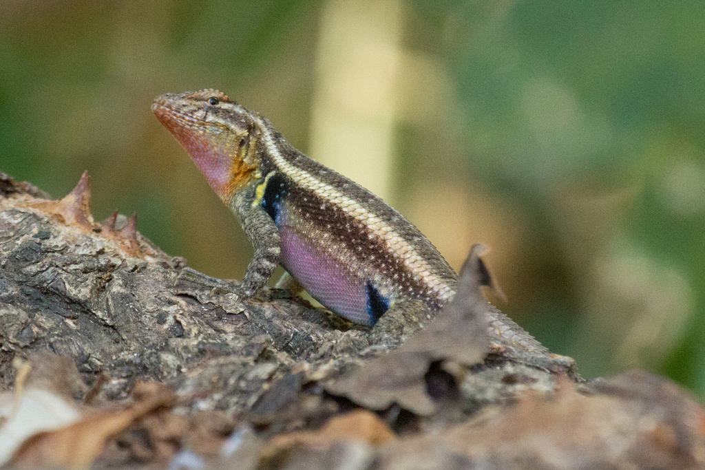 Rose-bellied Lizard from Puntarenas Province, Costa Rica on March 5 ...