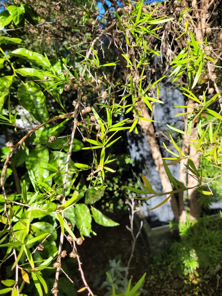 Lemon Scented Tea Tree from Corindi Beach NSW 2456, Australia on July ...