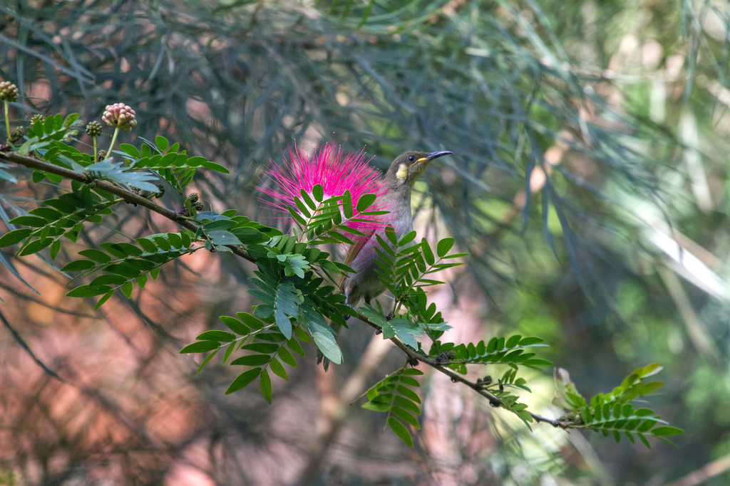 legumes from Kuranda QLD 4881, Australia on November 8, 2014 at 07:52 ...