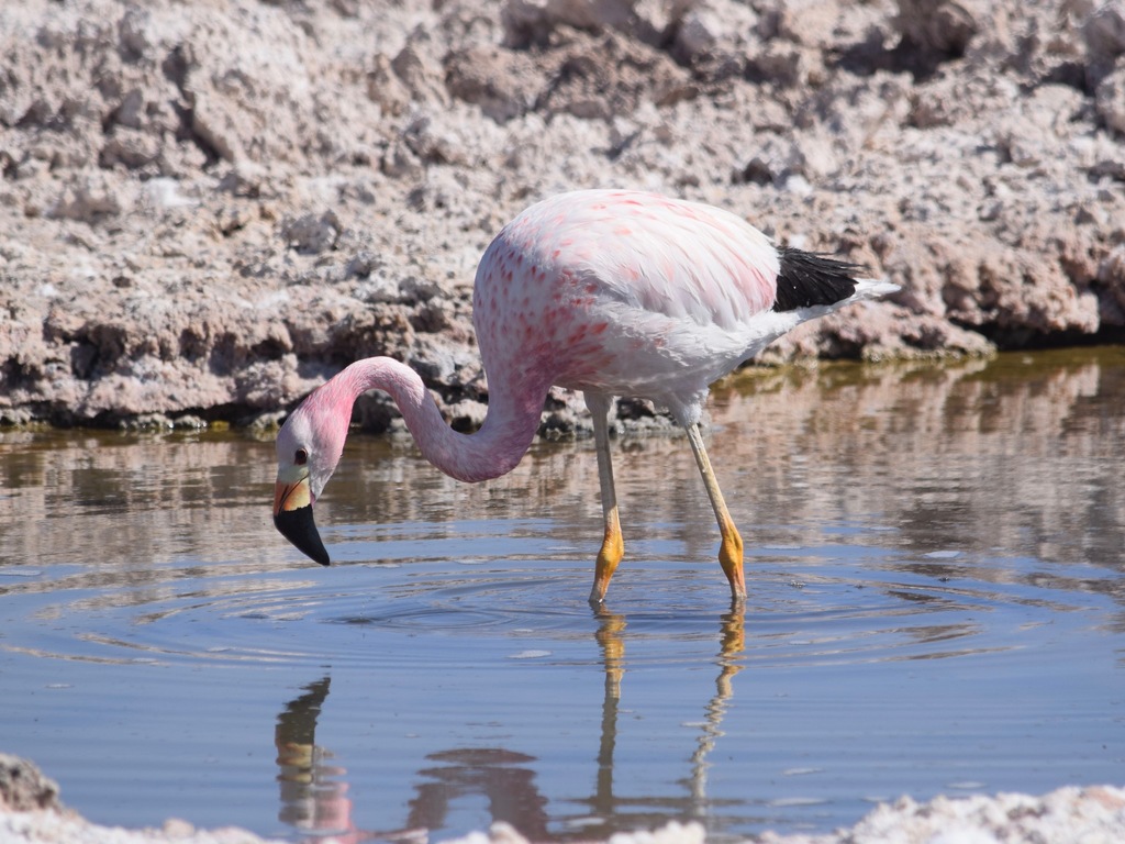 Andean Flamingo (Phoenicoparrus andinus) - Avian Discovery