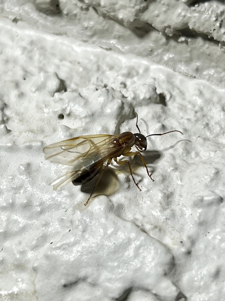 Festinatus-group Carpenter Ants from W Sheep Wash Way, Benson, AZ, US ...