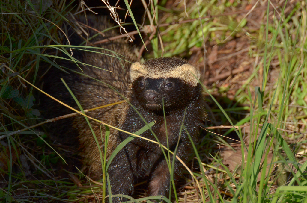 Lesser Grison from Carampangue, Talagante, Región Metropolitana, Chile ...