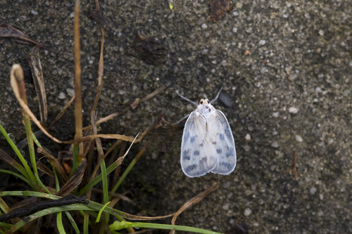 Borysthenes lacteus · iNaturalist