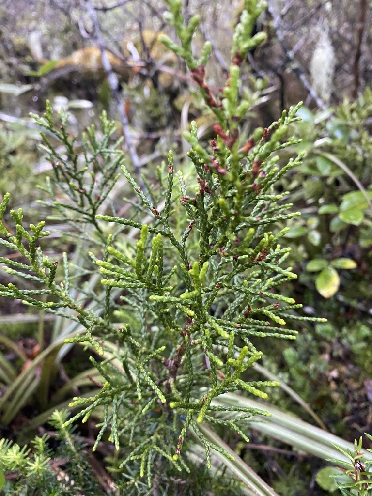 pink pine from Arthur's Pass National Park, Arthur's Pass, Canterbury ...