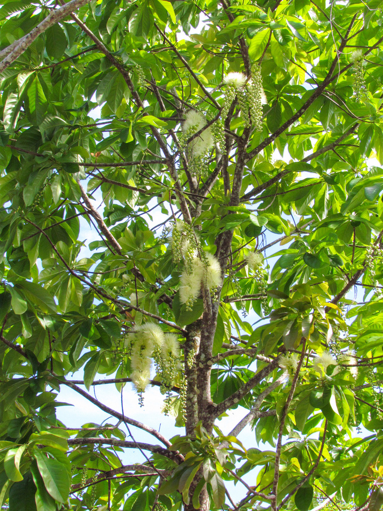 Mango Pine from Kuranda QLD 4881, Australia on November 8, 2014 at 08: ...