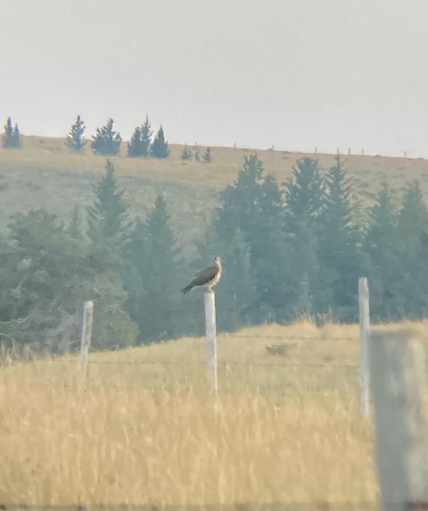 Swainson's Hawk from Township Rd 73, Maple Creek No. 111, SK, CA on ...