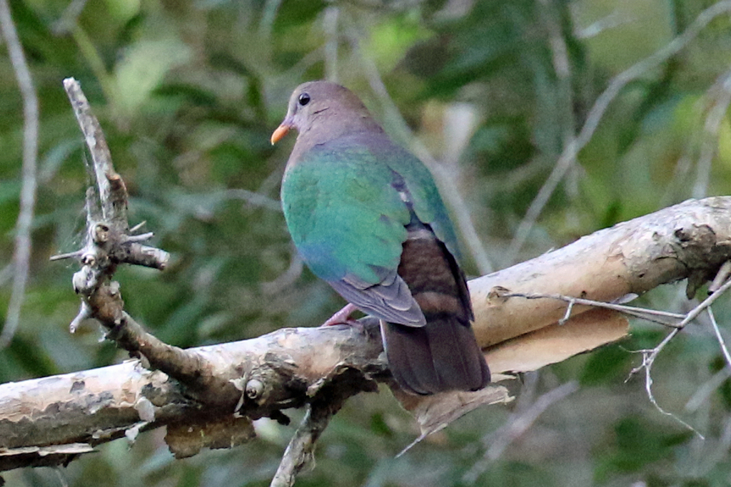 Pacific Emerald Dove from Glass House Mountains QLD 4518, Australia on ...
