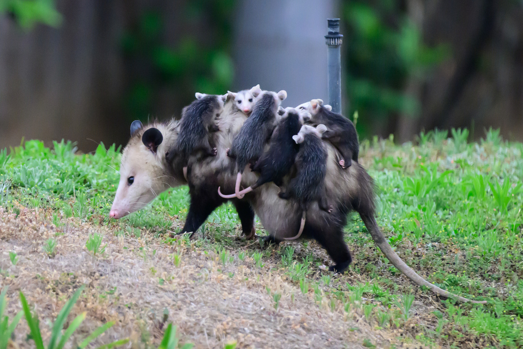 Large American Opossums (Didelphis) - Know Your Mammals