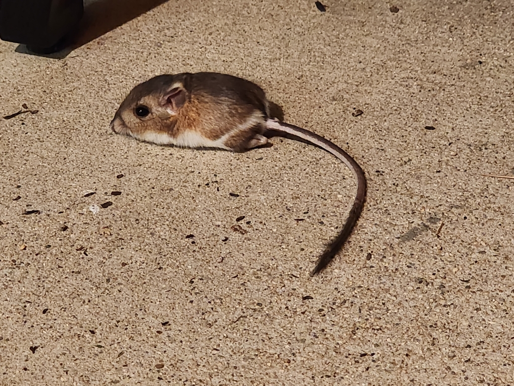 Agile Kangaroo Rat from Elizabeth Lake, CA 93532, USA on July 9, 2023 ...