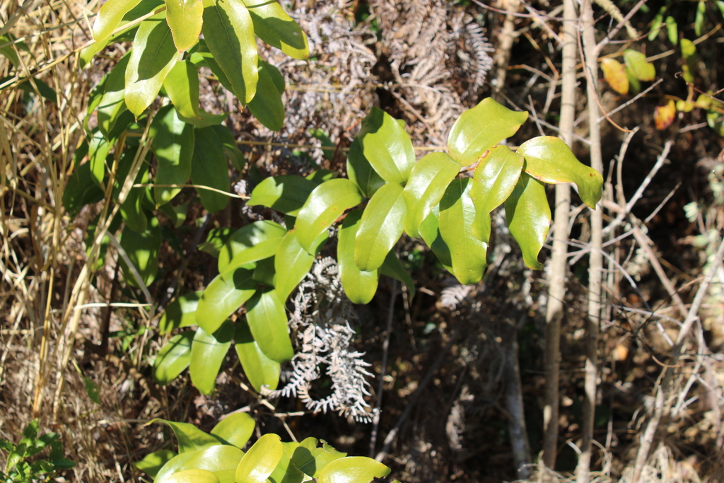 White Supplejack from Smiths Lake South, NSW 2423, Australia on July 10, 2023 at 11:05 AM by Dr ...