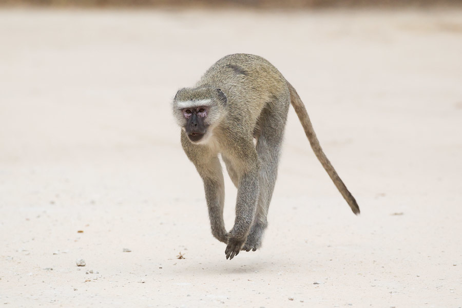 Malbrouck Monkey from Ngamiland North, Botswana on November 21, 2018 at ...